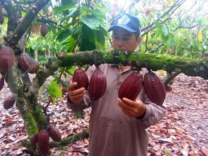 Dewan Kakao: Tanaman kakao di Indonesia perlu diremajakan ...
