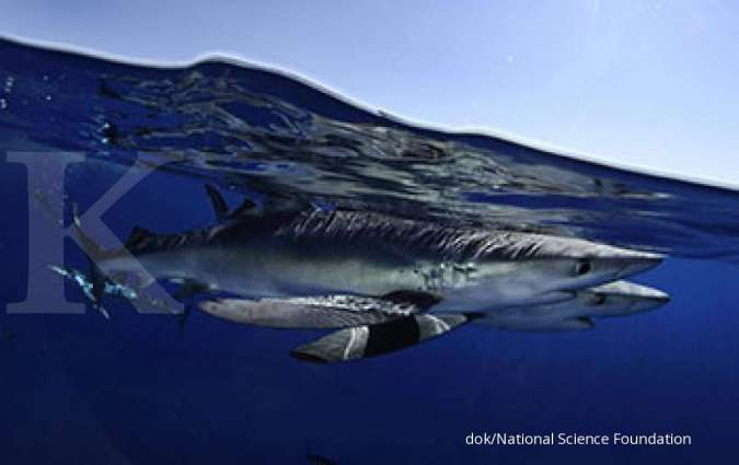 Hiu biru gunakan pusaran air untuk melacak sumber makanan