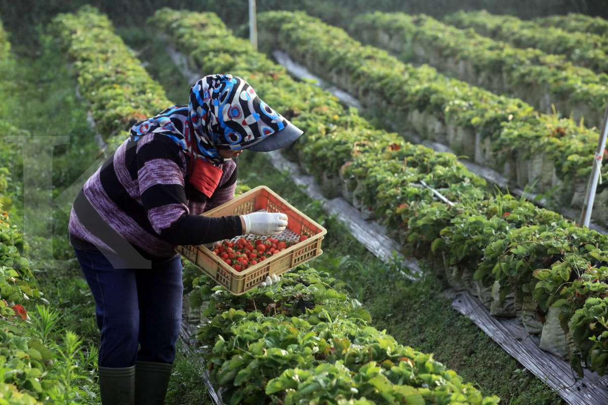 Panen buah stroberi di Lembang